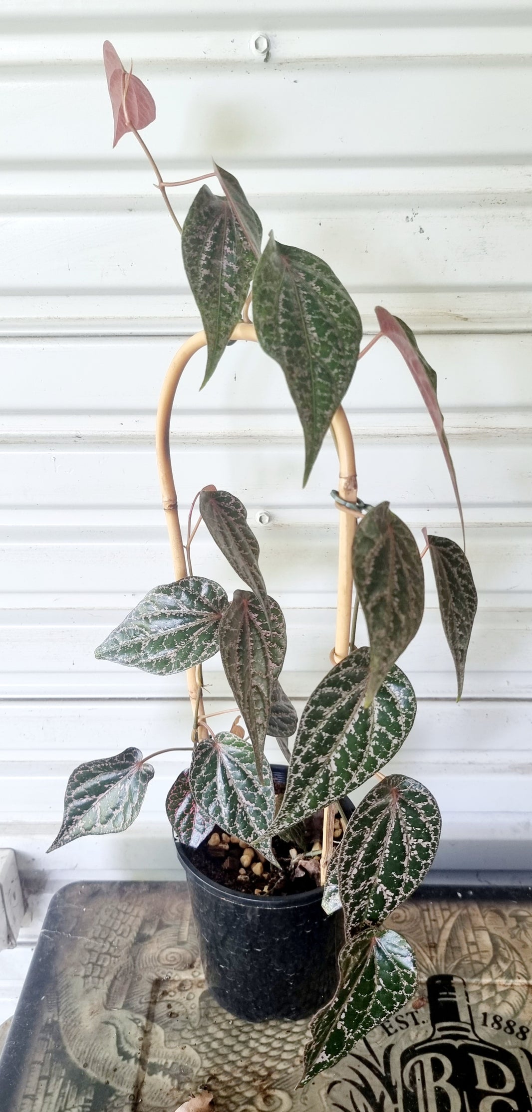 Howard Farm Lifestyle