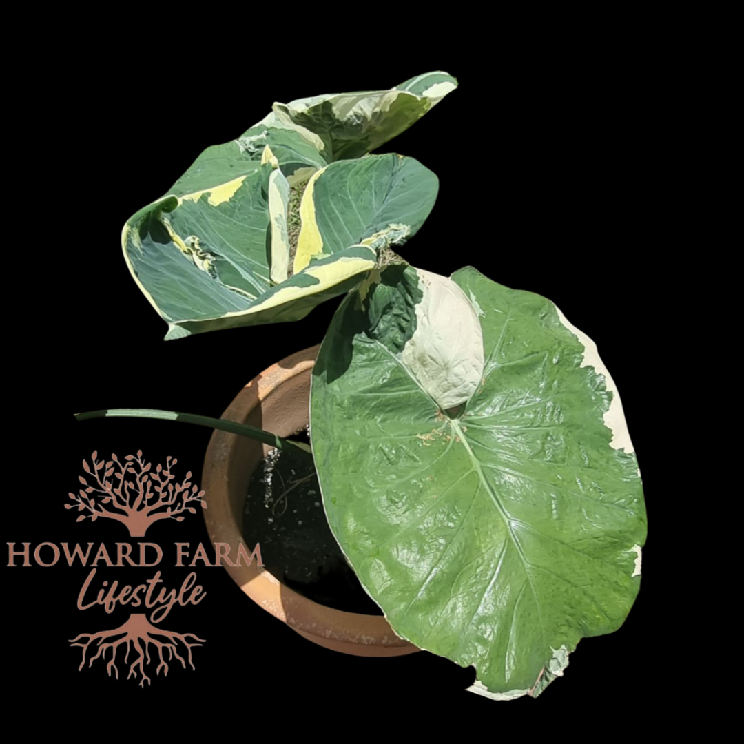 Howard Farm Lifestyle